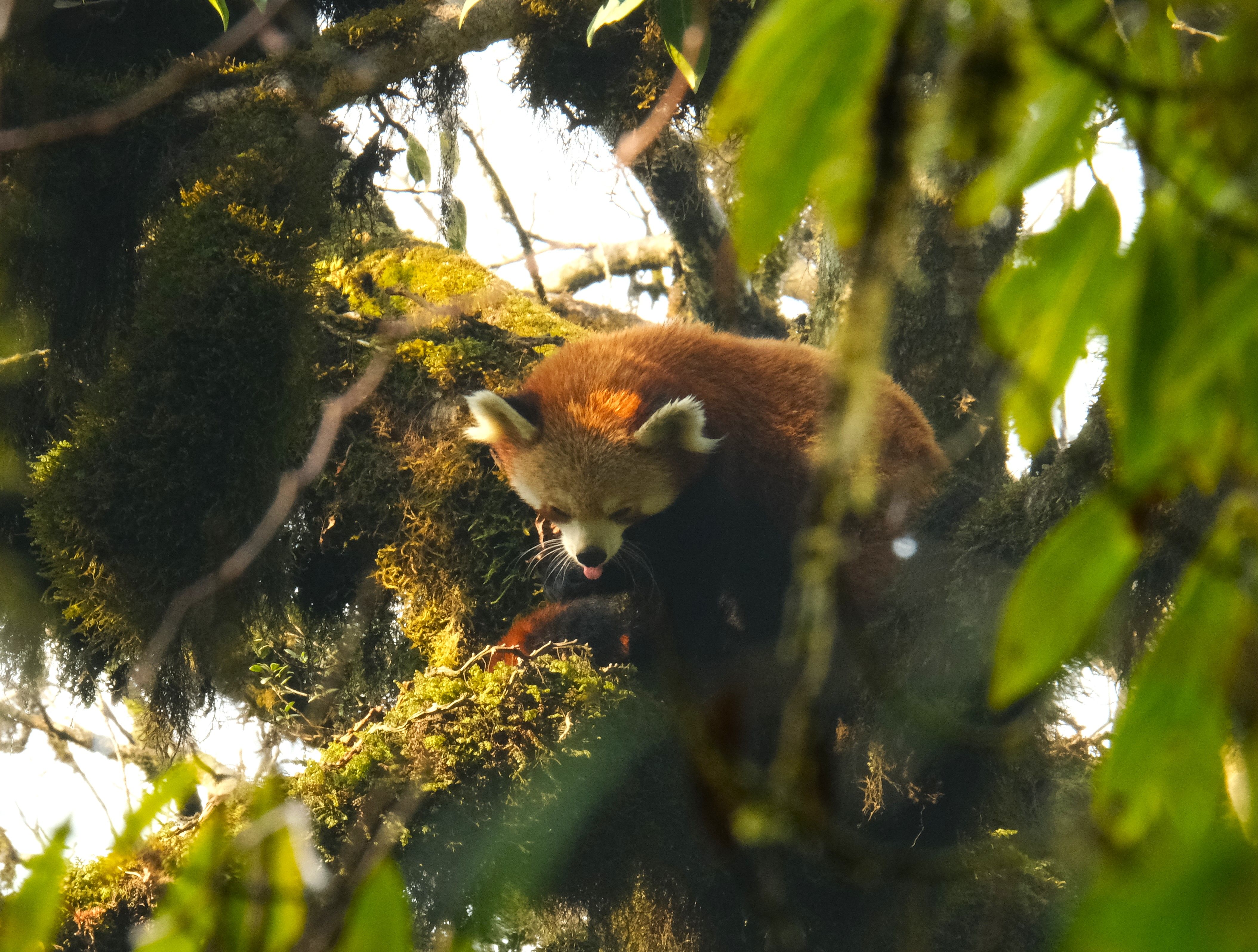 9 destinations to go on a safari holiday with kids - Tweak India