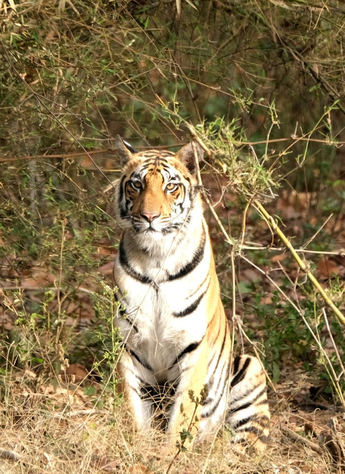 9 destinations to go on a safari holiday with kids - Tweak India