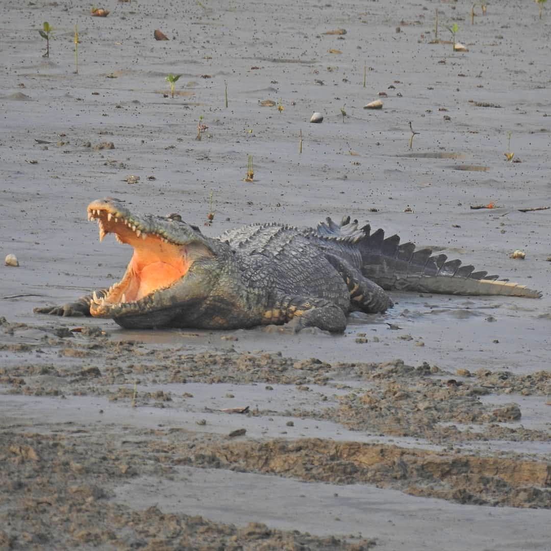 9 destinations to go on a safari holiday with kids - Tweak India