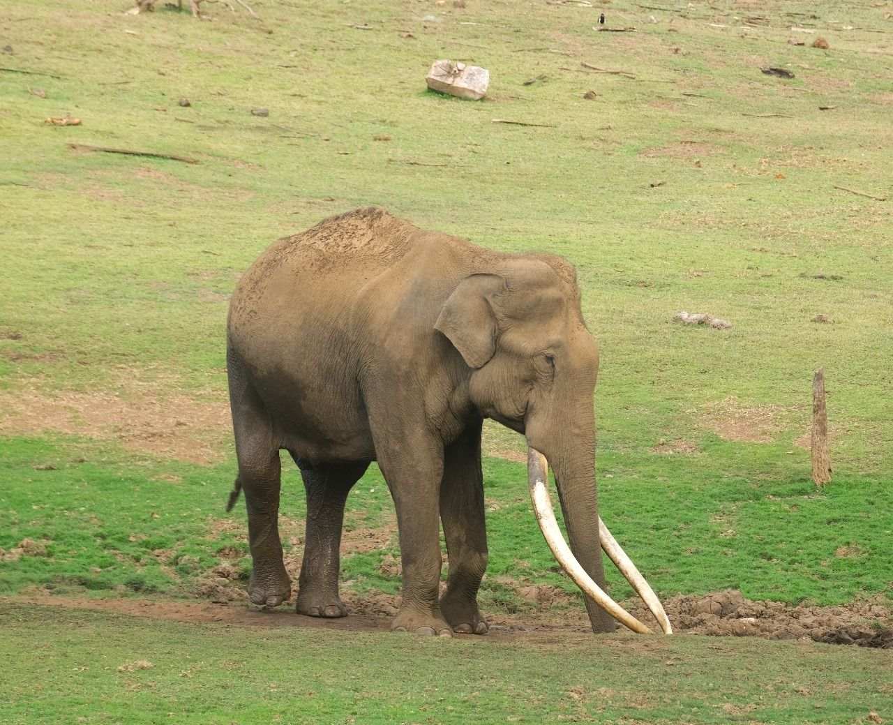 9 destinations to go on a safari holiday with kids - Tweak India